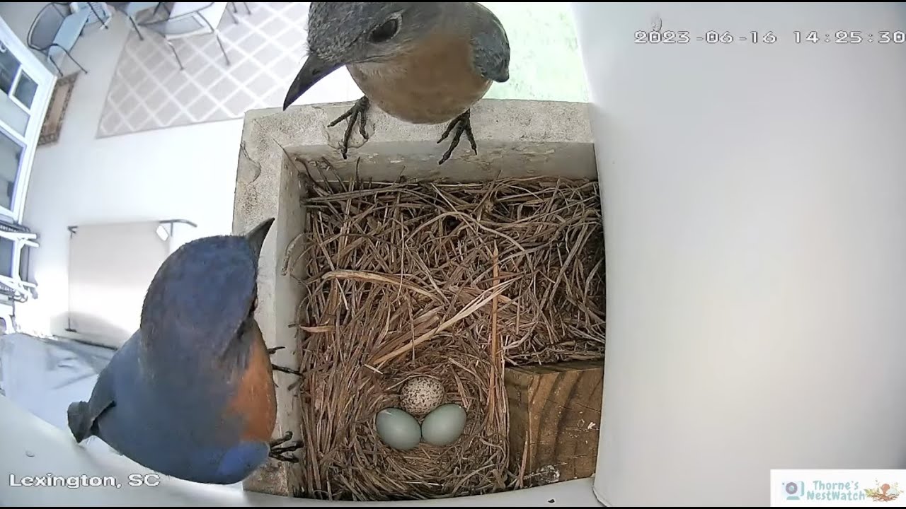 🔴Live Bluebird Nest Cam - Incubation Day 3 / 3 Bluebird Eggs & 1 ...