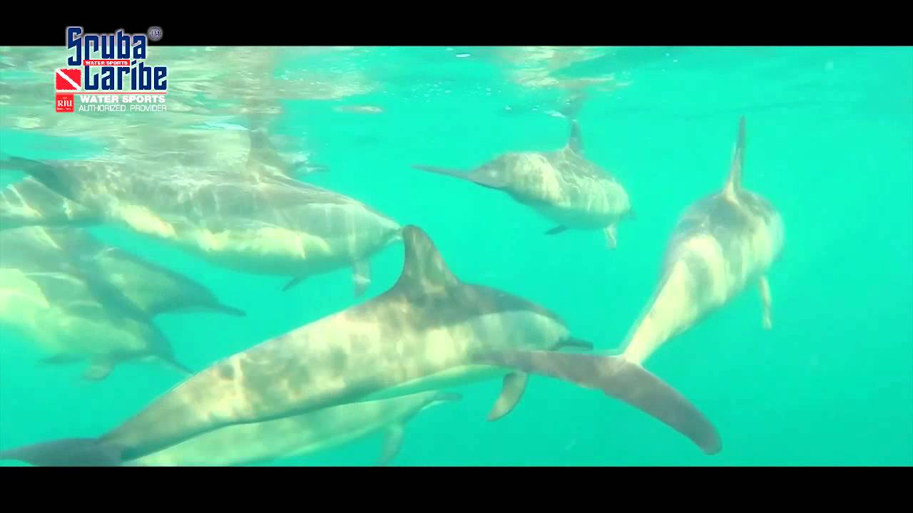 Mauritius Dolphin swim with Scubacaribe at Riu Hotels - YouTube