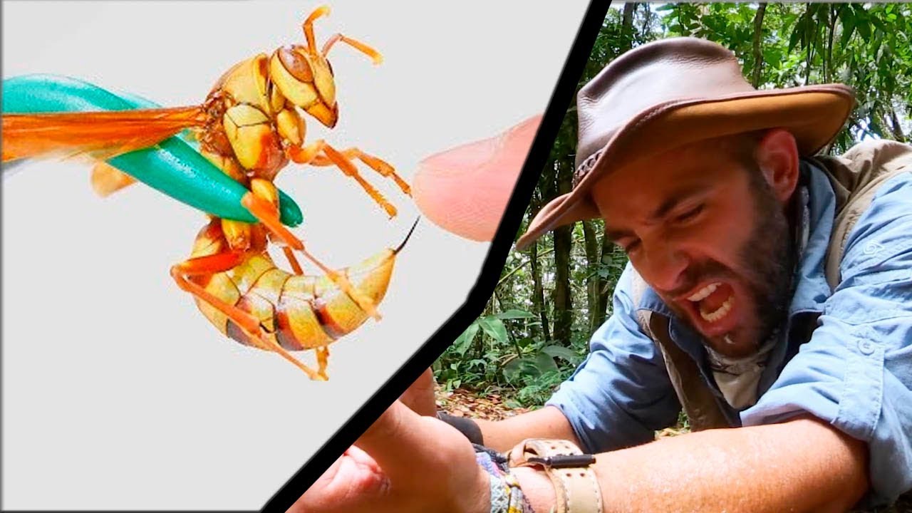 Esta es la nueva picadura más dolorosa del mundo [AVISPA EJECUTORA ...