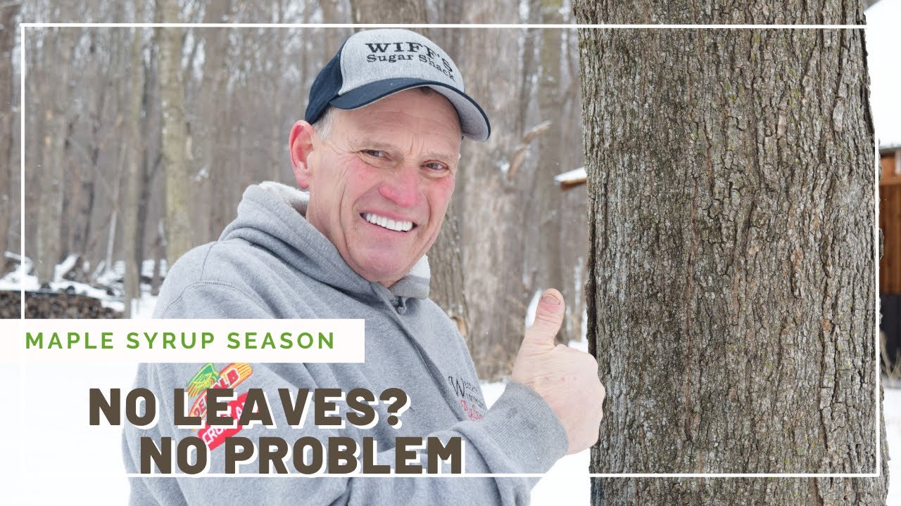 Maple Syrup Season: How to ID a Maple Tree - YouTube