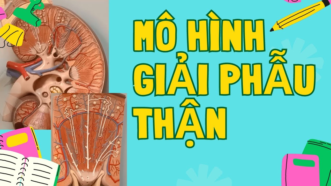 Thực hành giải phẫu trên mô hình thận I Giải phẫu học cơ thể người ...