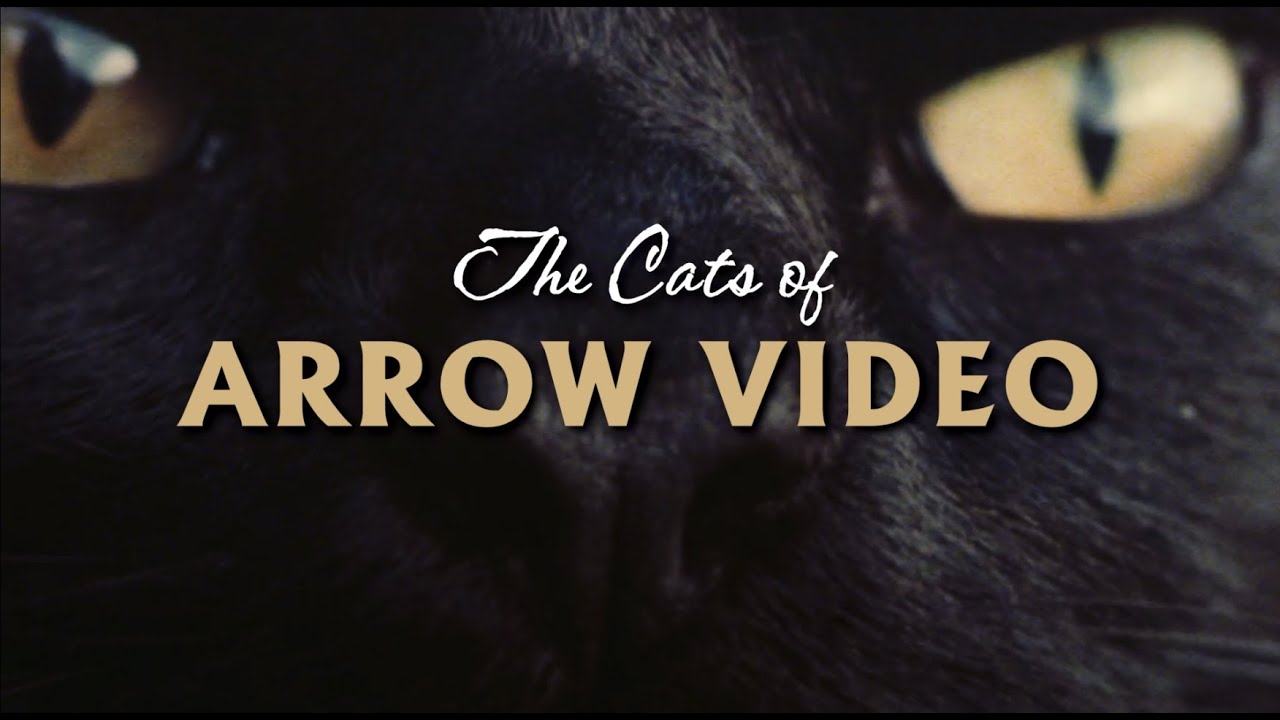 The Cats of Arrow Compilation - YouTube