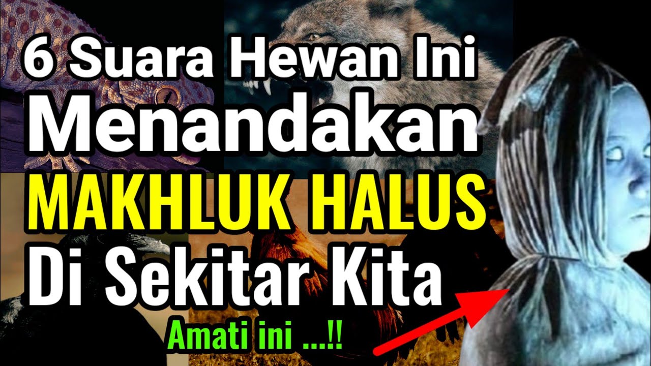 6 Hewan Ini Menandakan Adanya Makhluk Halus Di Sekitar Kita | Arti ...