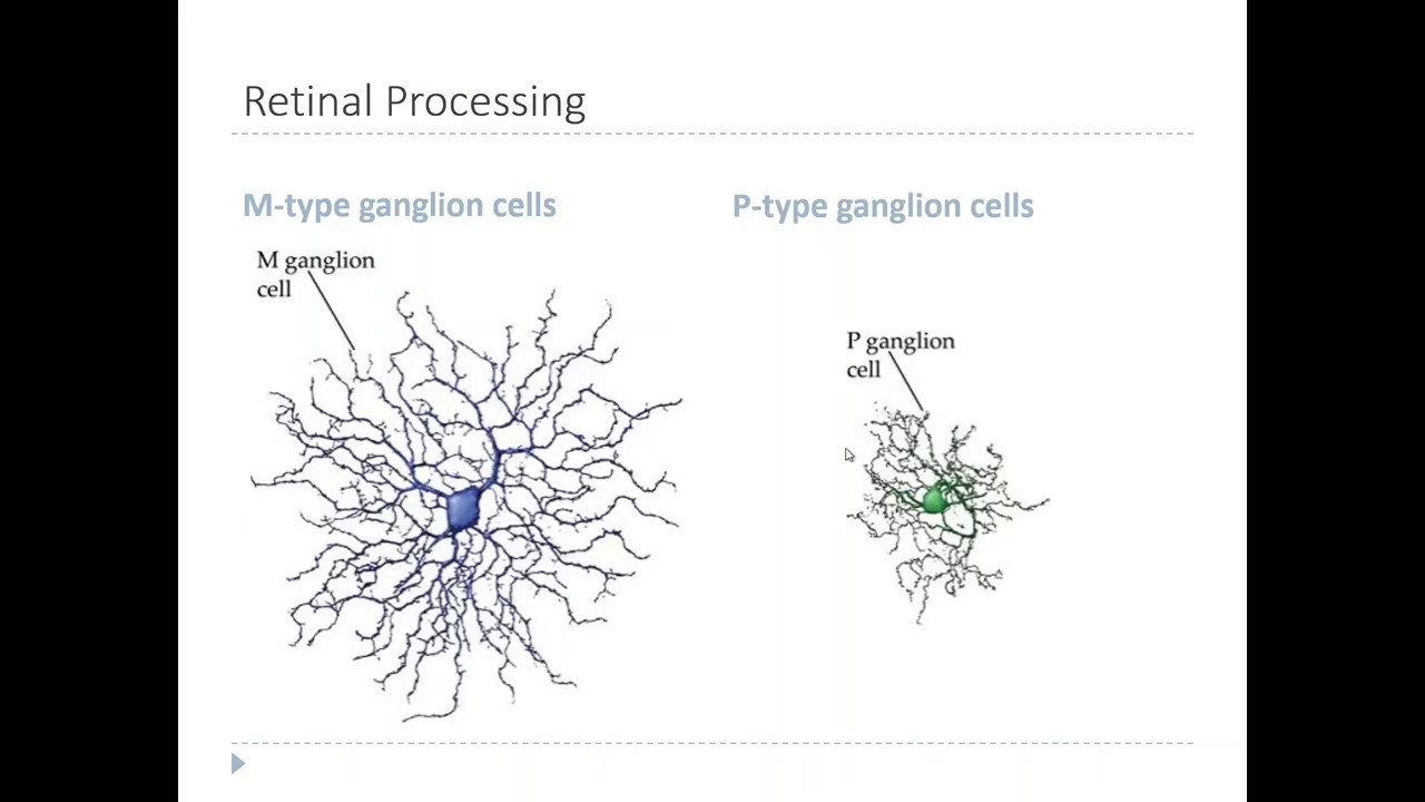 OSSM Neuro Chapter 9 - Retinal Ganglion cells - YouTube