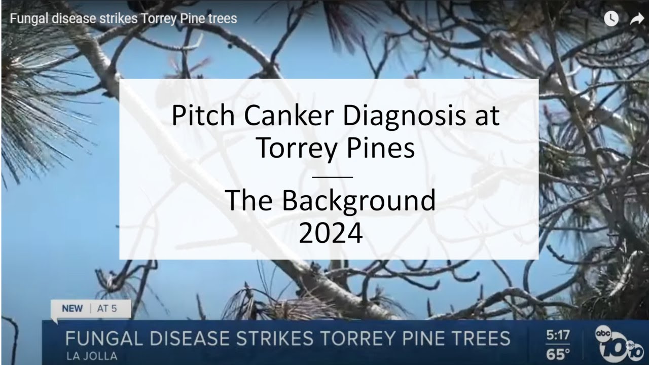 Pitch Canker Diagnosis at Torrey Pines, The Background, 2024 - YouTube