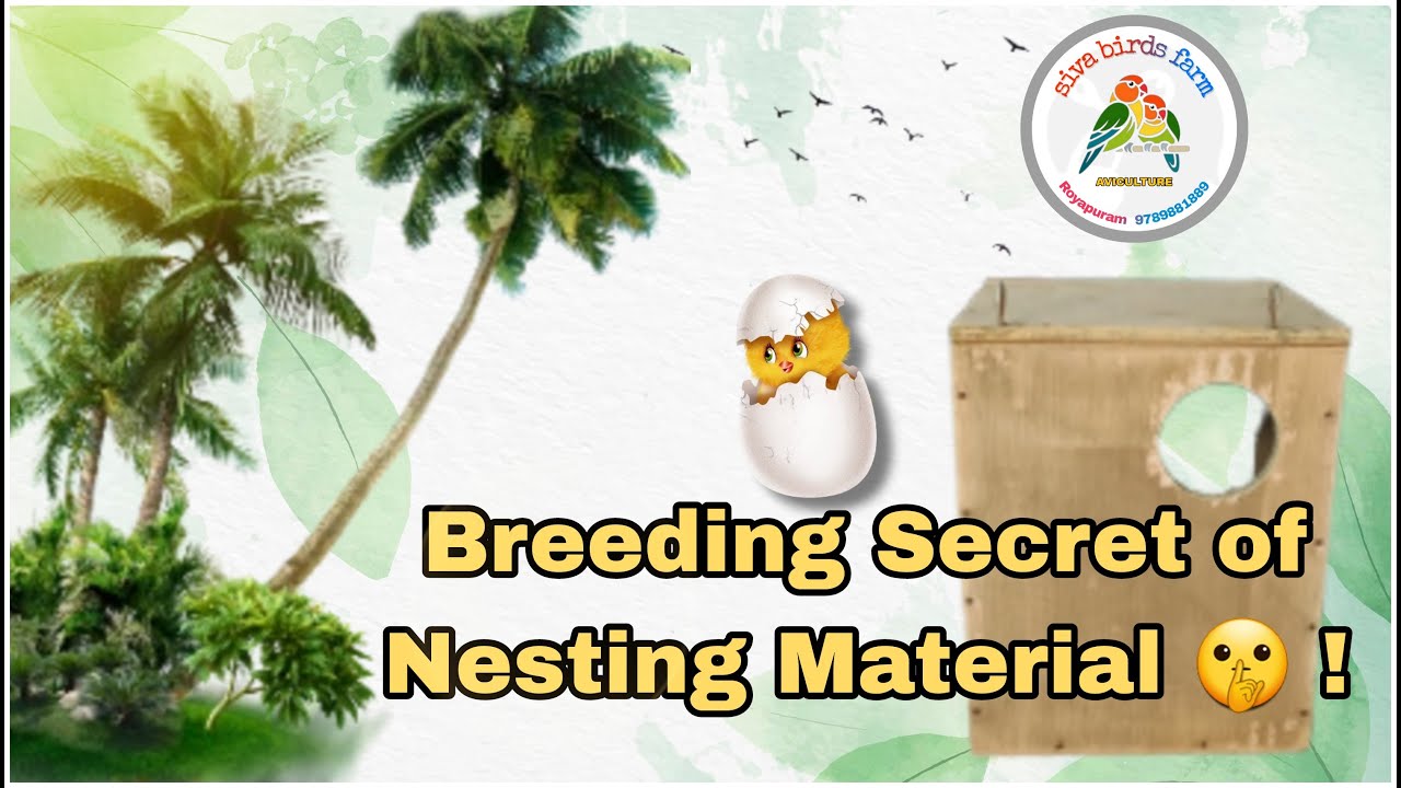 Best and safe nesting material for African lovebirds - YouTube