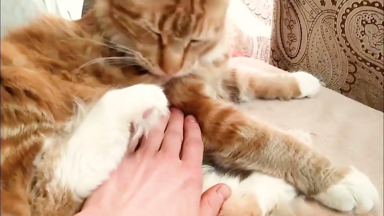 Today My Cat Maine Coon Lasted Longer Than Usual Youtube