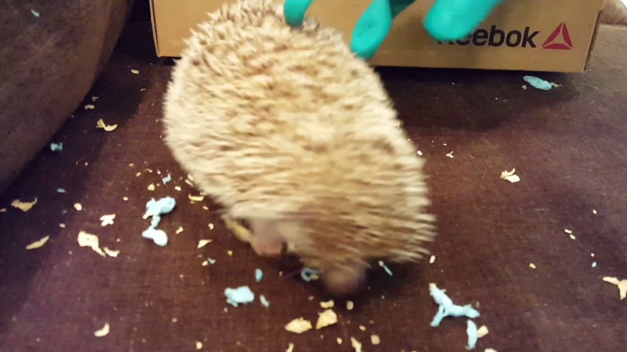 How to Hold a Hedgehog - YouTube