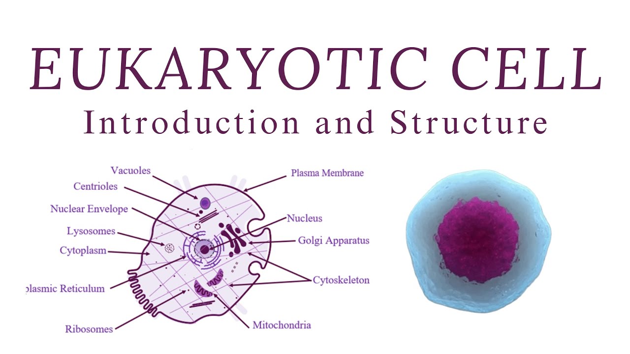 Eukaryotic cell-Introduction and Structure. - YouTube