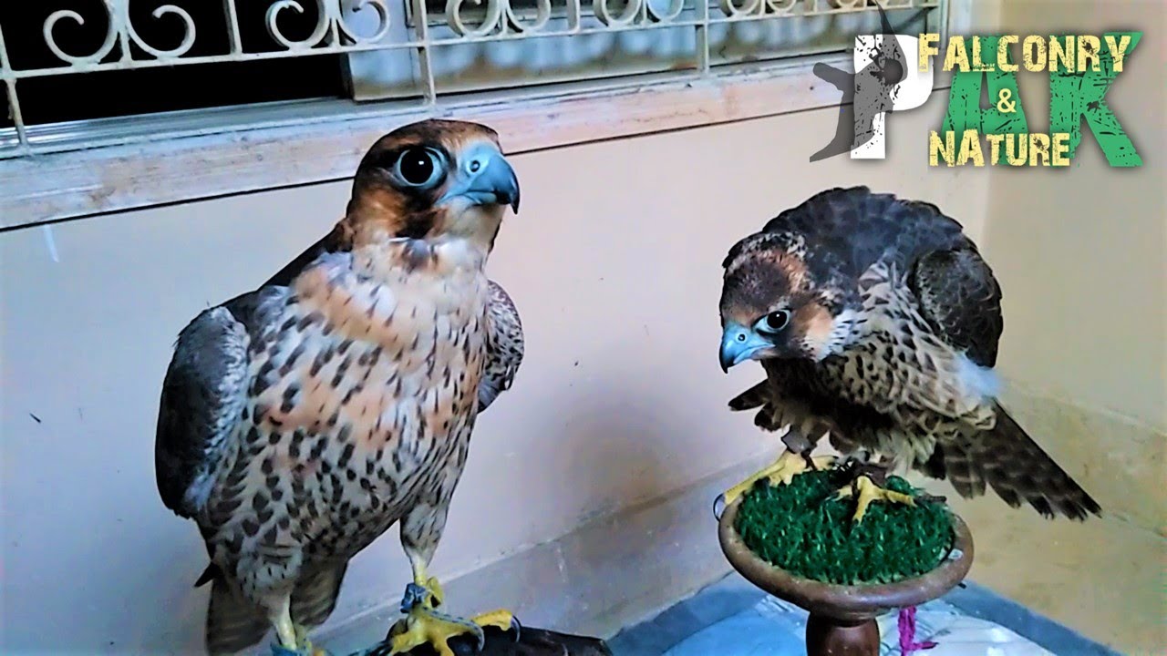 3 Beautiful Shaheen Falcons from Seasons 2014 & 15 # 04 - YouTube