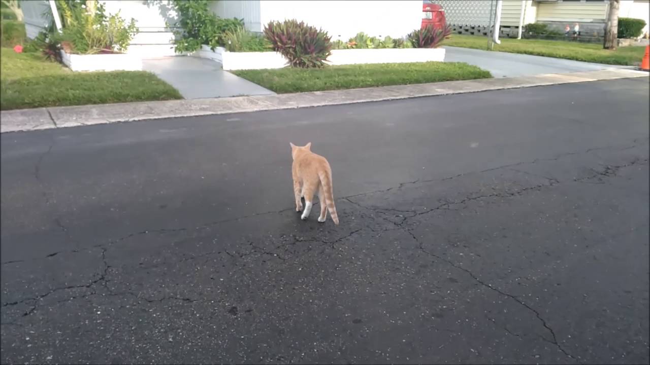 Cat does not want to be caught - YouTube
