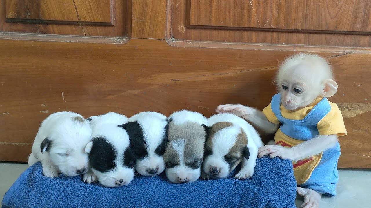 So cute! Baby monkey Su doesn't want to leave the puppies - YouTube