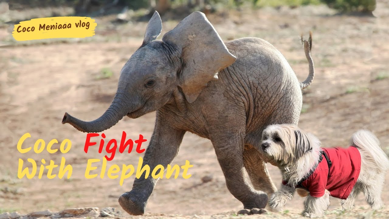 Coco Fight with Elephant | Daily routine diet | Coco Menia Vlog - YouTube