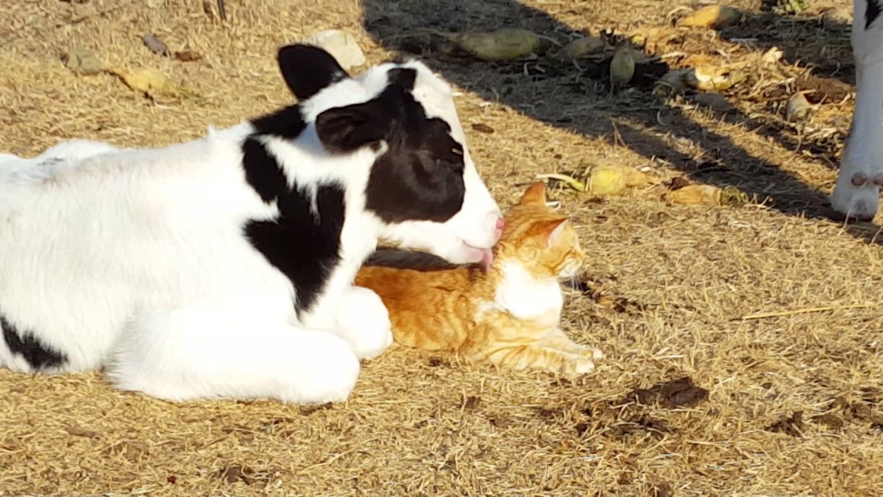 A Calf with his Cat - YouTube