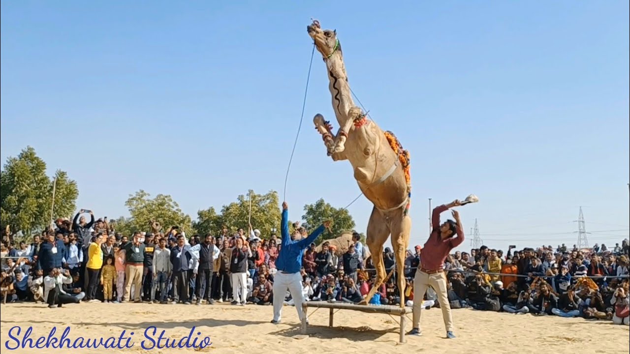 new rajasthani dj song and camel dance // camel dance in rajasthan 2023 ...