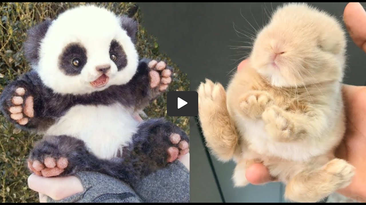 Cute baby animals Videos Compilation cute moment of the animals ...