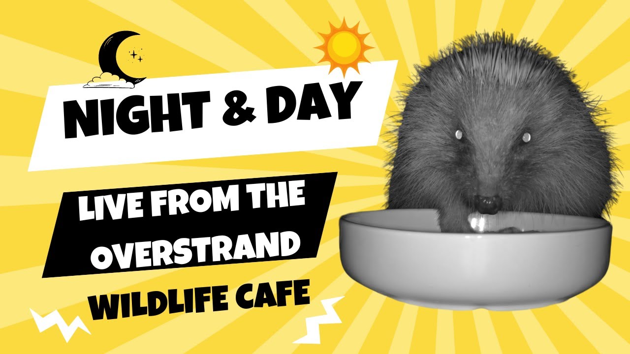 Wild Norfolk LIVE in 4K Frog & Hog Watch 11 March 2025 - YouTube