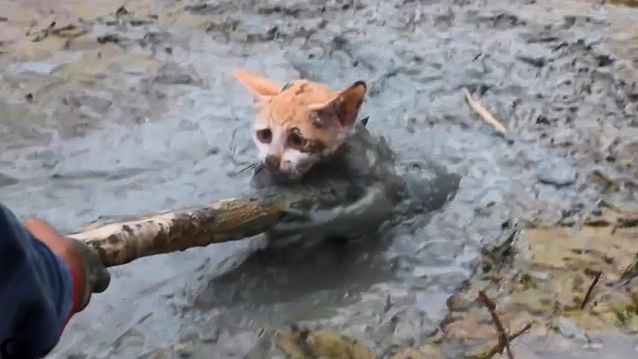 Rescates de animales más inspiradores y conmovedores - YouTube