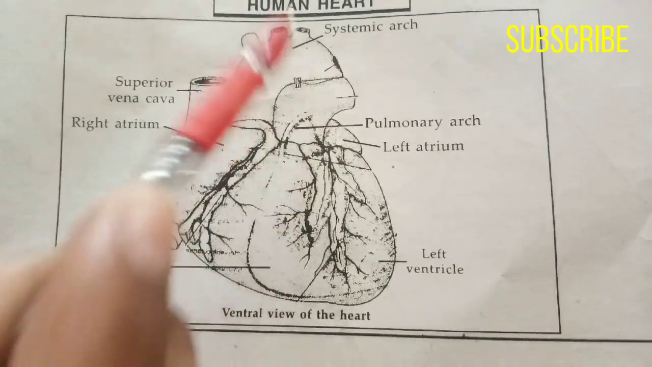Information about Heart...part-1...Biology...12th..CBSE...NEET - YouTube