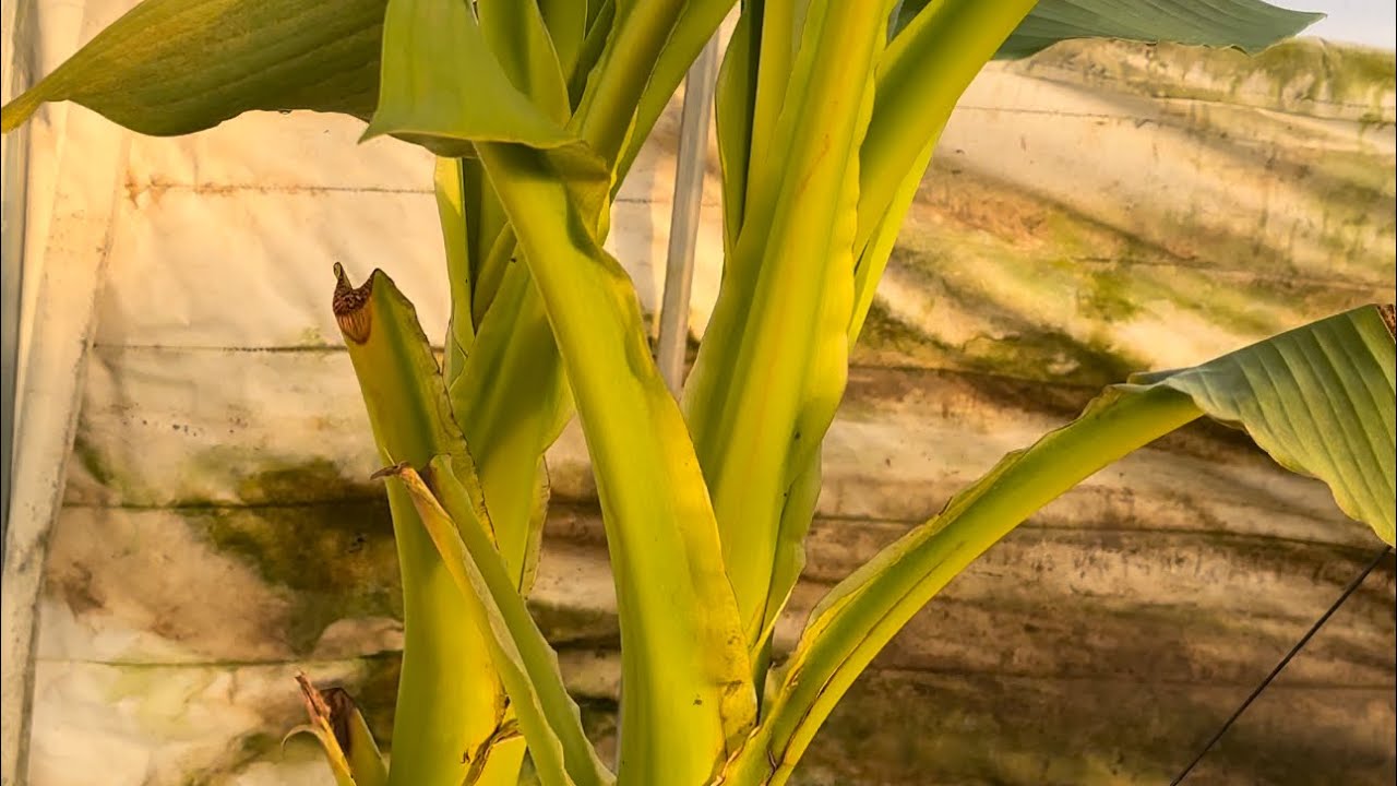 NABUHAY PUNO NG SAGING KO SA LOOB NG GREENHOUSE KAHIT WINTER - YouTube