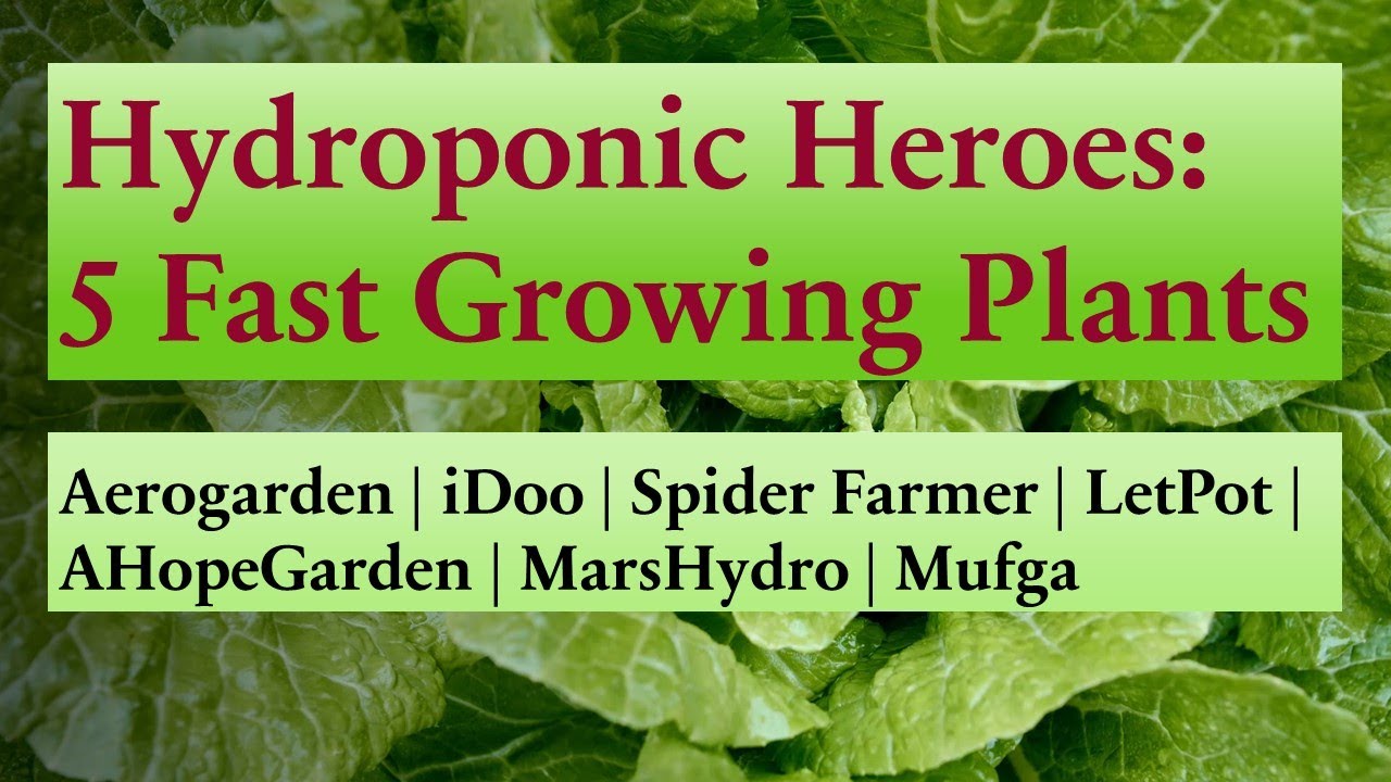 Top 5 Fast Growing Plants to Grow in Aerogarden | Hydroponics | Tips ...