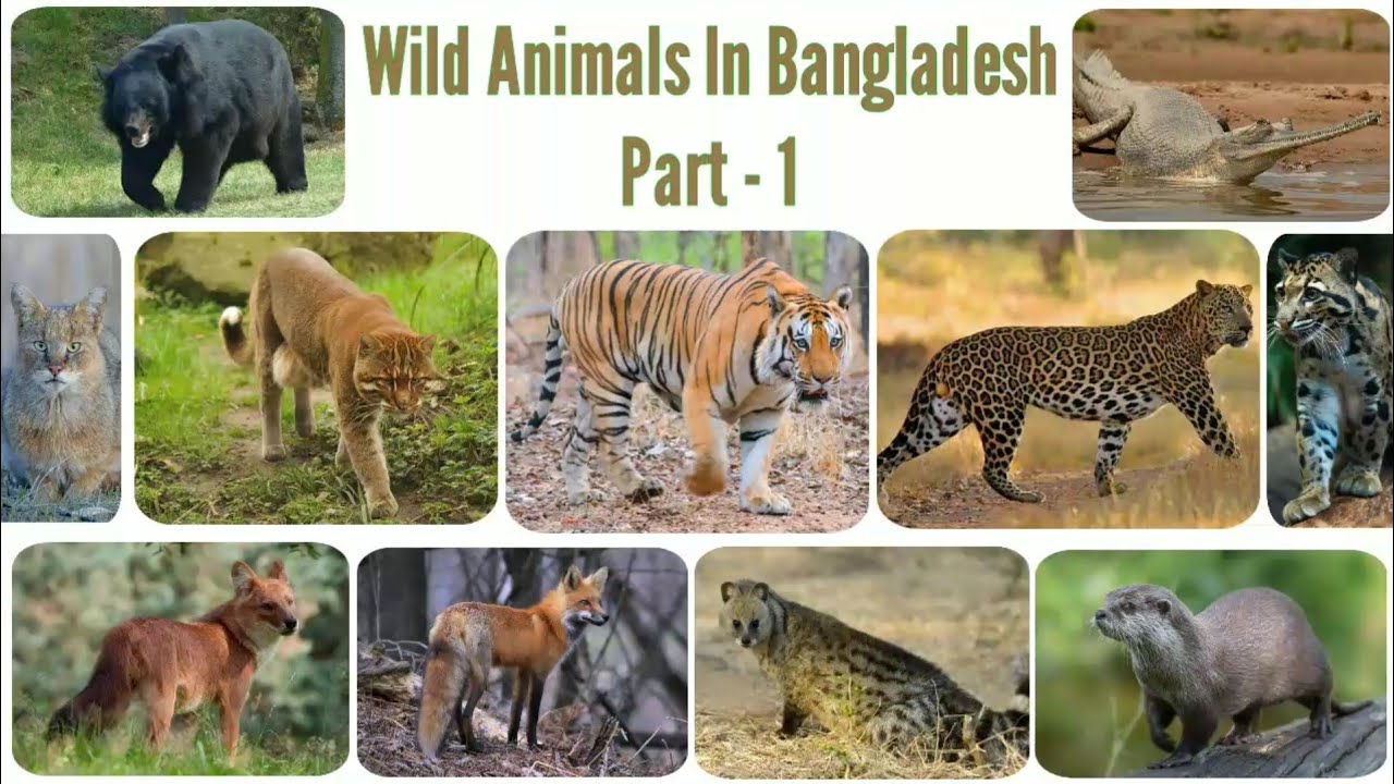 Wild Animals In Bangladesh | Part -1 - YouTube
