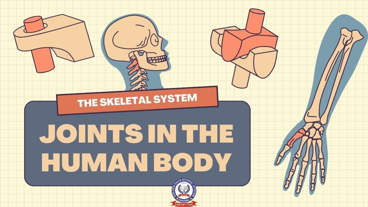 The Skeletal System: Joints in the Human Body - YouTube