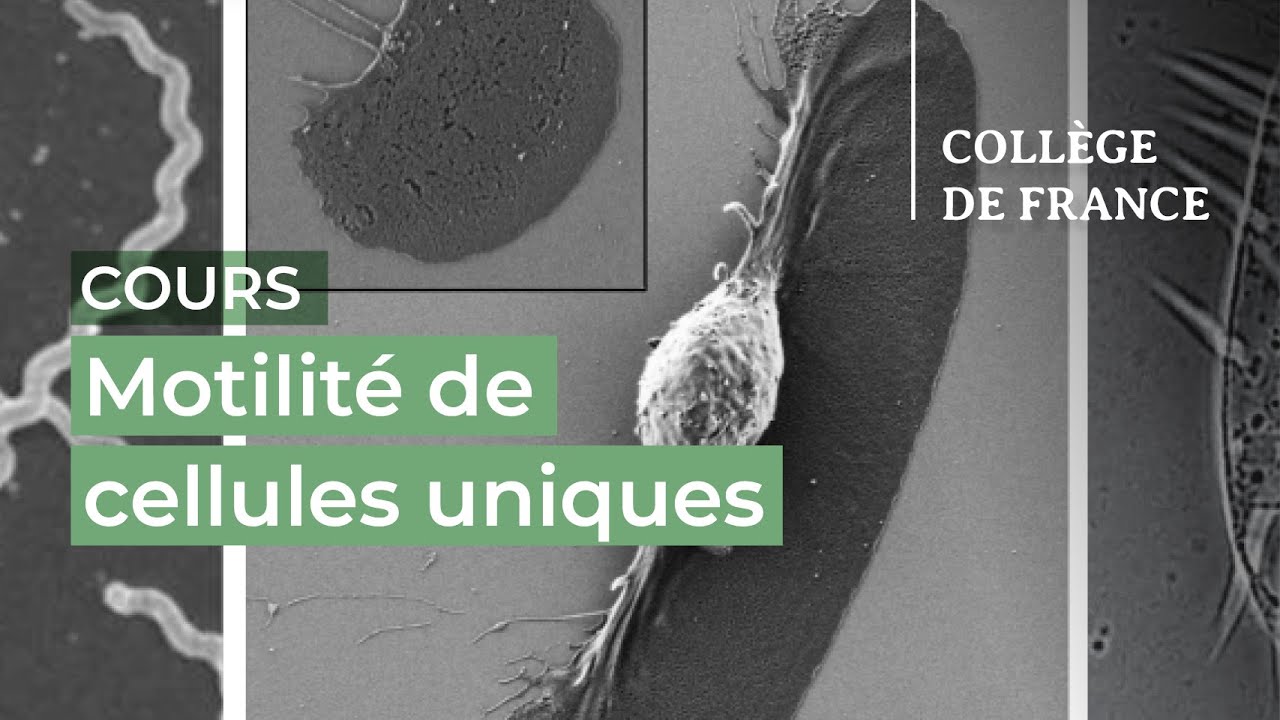 Motilité de cellules uniques (1) - Thomas Lecuit (2021-2022) - YouTube