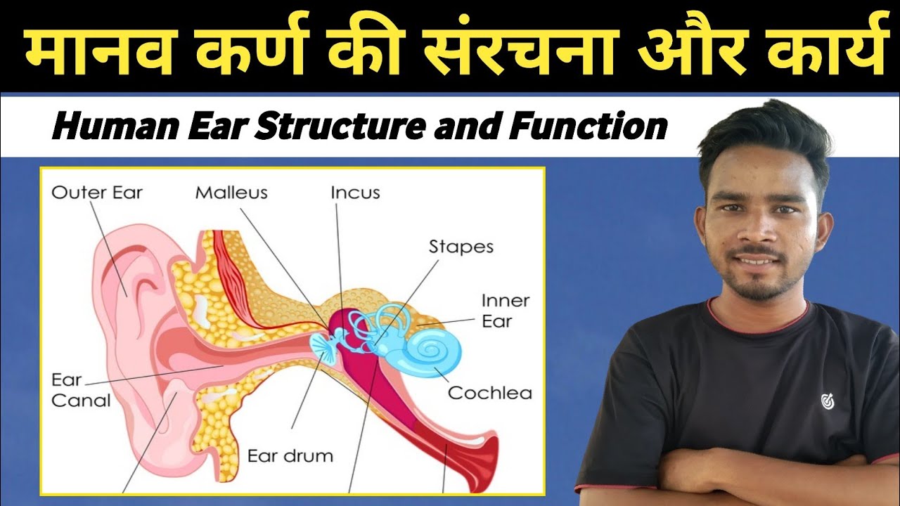 मानव कर्ण की संरचना एवं कार्य | Structure and Function of Human Ear ...