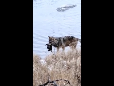 Rare video of wolf hunting and killing beaver swimming underwater