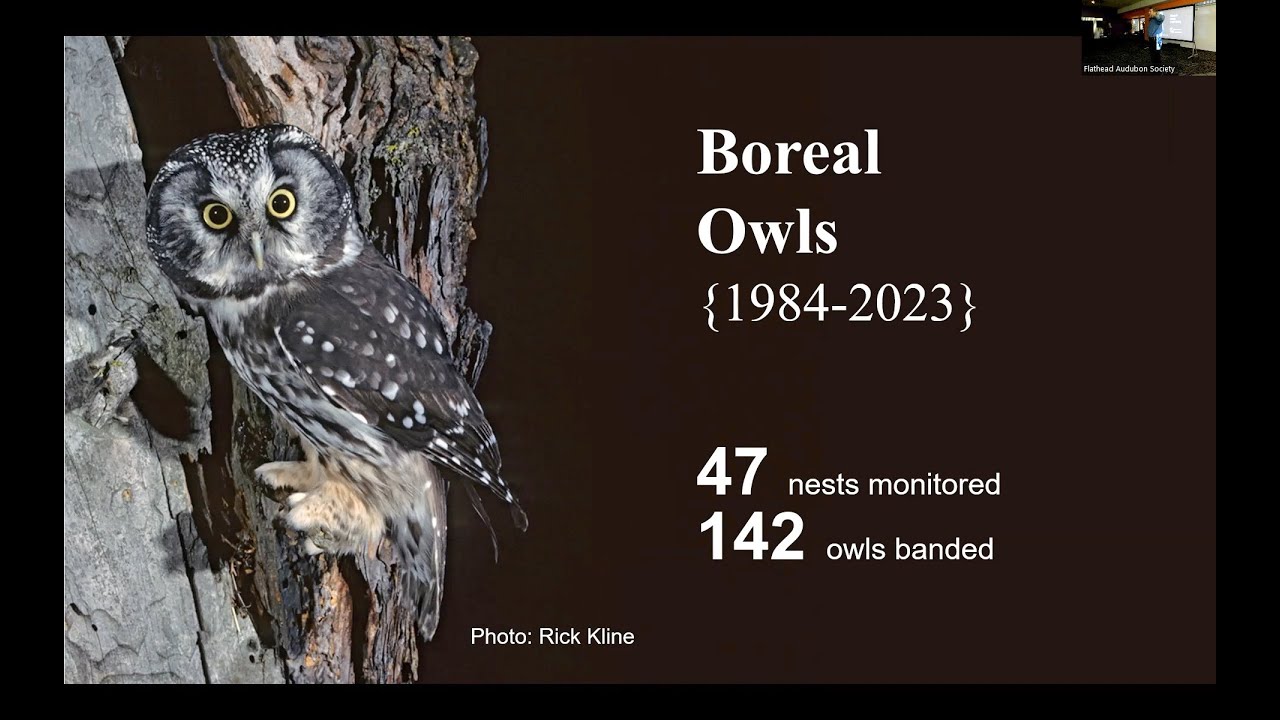 Step Into the World of Owls by Denver Holt - YouTube