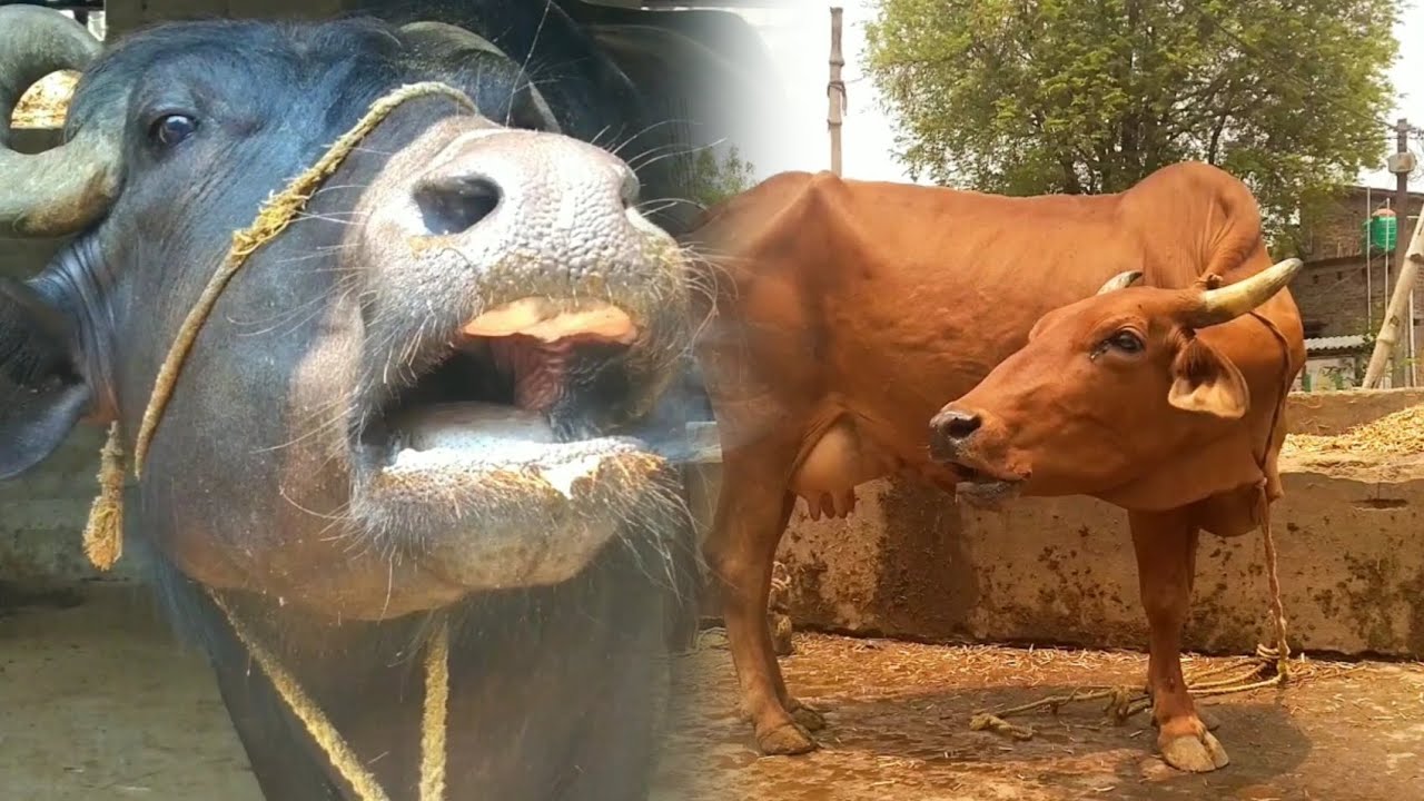 cow and buffalo's video #village #baffalo #cow #sound #animals #shorts ...