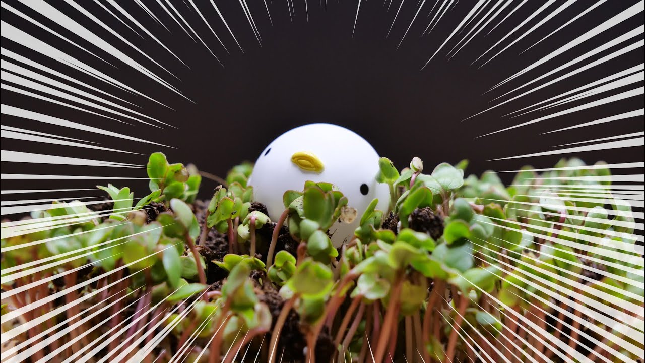 Plants Growing Time Lapse - YouTube