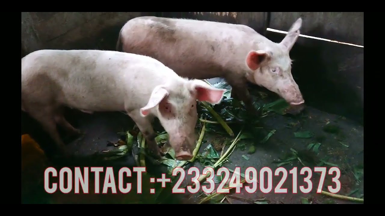 Pig Farming Feeding And Management Principles For Beginners - YouTube