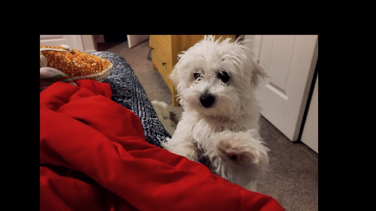 Snoopy wants his bed now! - YouTube