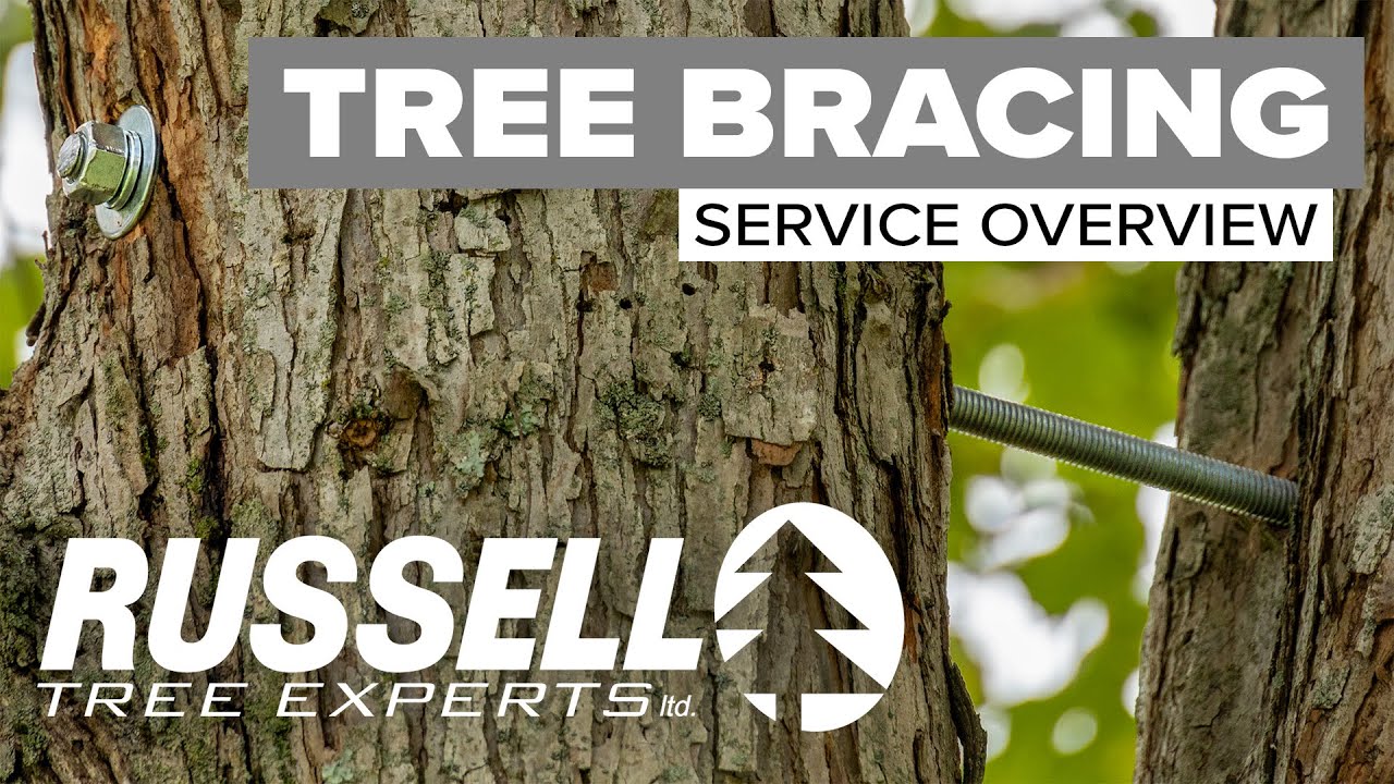 Tree Bracing Service Overview I Russell Tree Experts - YouTube