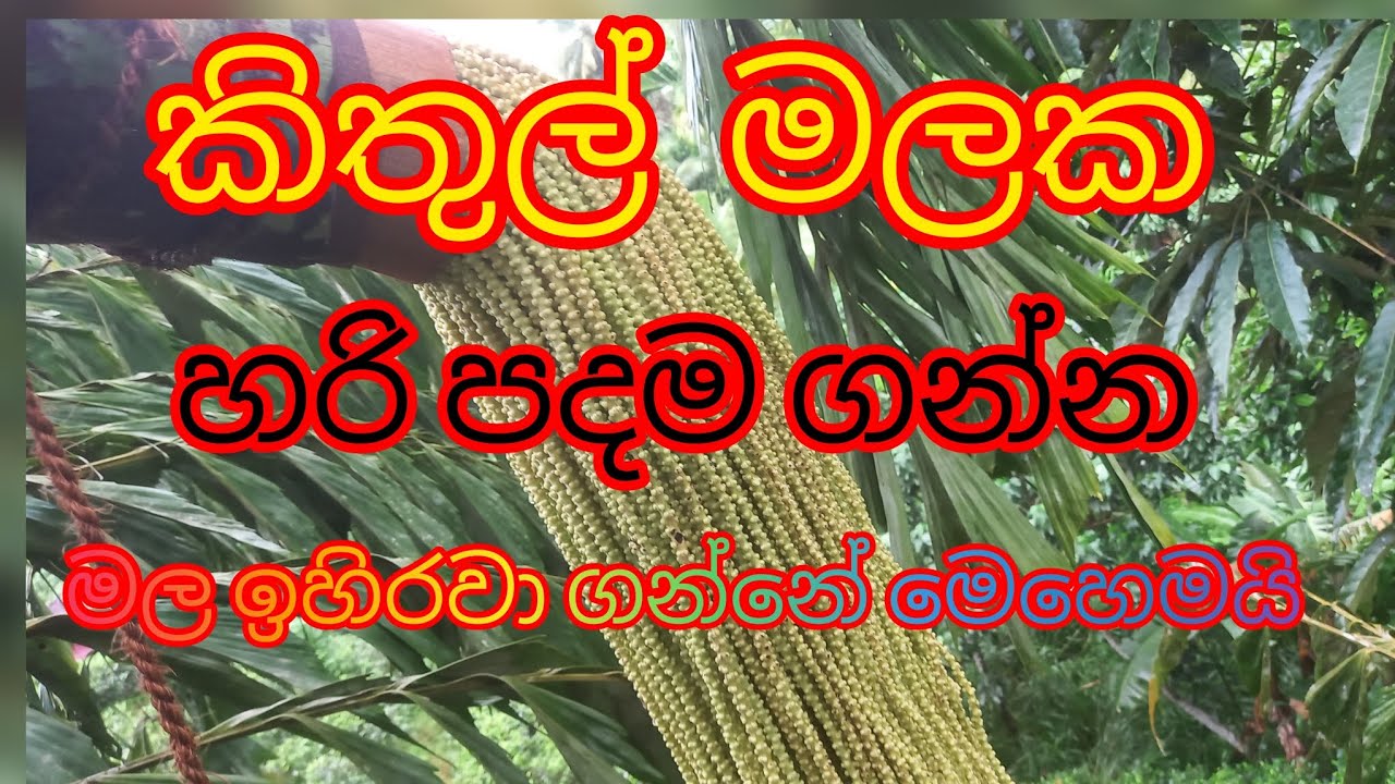 කිතුල් මලේ වෙනස්ම පදමකින් මලක් ඉහිරවා ගනිමු 🌴How to make palm 🌴kithul ...