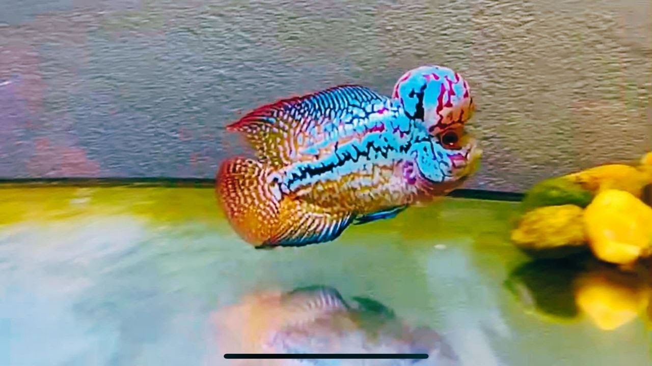 Amazing F2 Kamfa Flowerhorn Cichlid | Beautiful Flowerhorn Fish ...