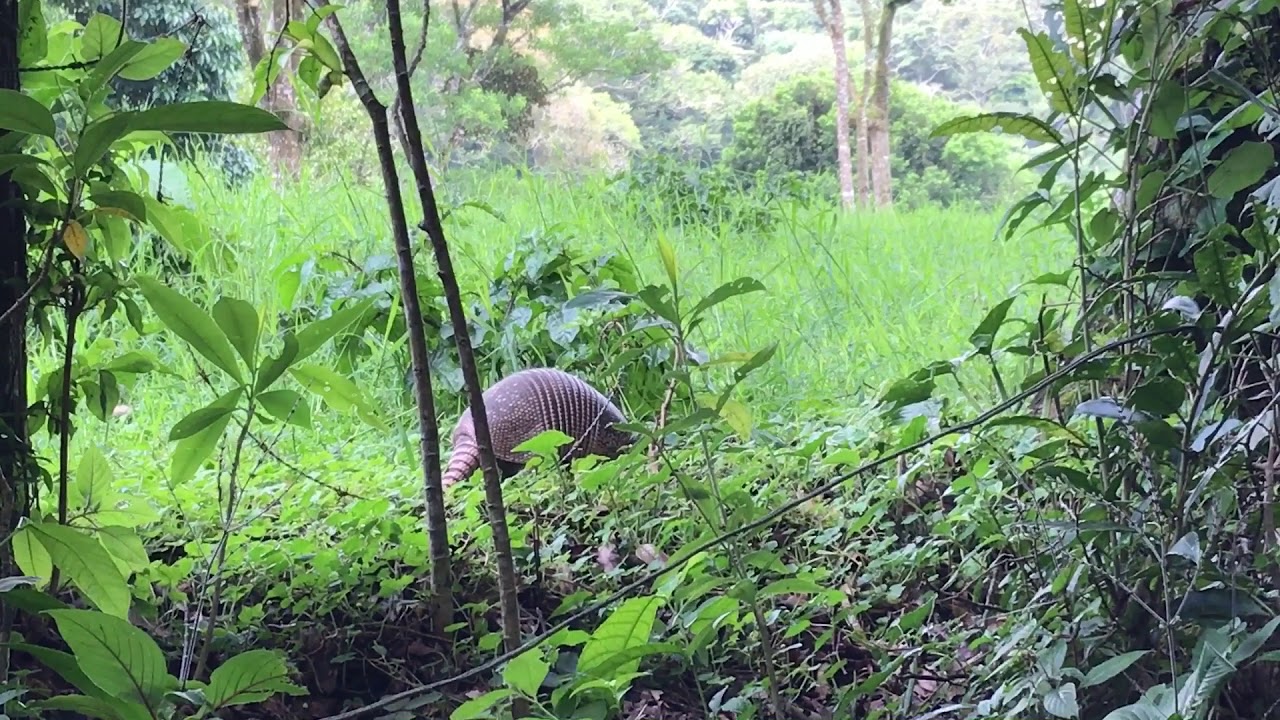 Armadillo in Monteverde, Costa Rica - YouTube