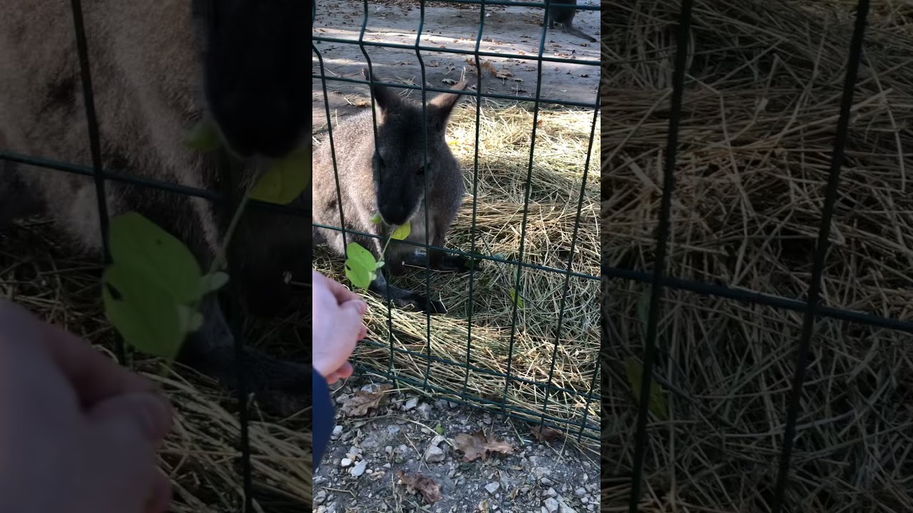 Feeding a calm kangaroo🦘 - YouTube