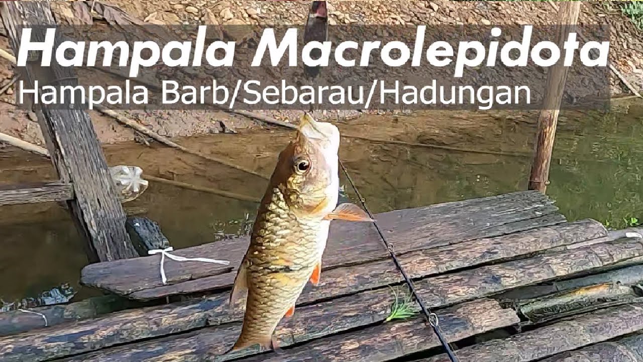 CASTING HAMPALA BARB IN MARTAPURA RIVER SOUTH BORNEO - YouTube