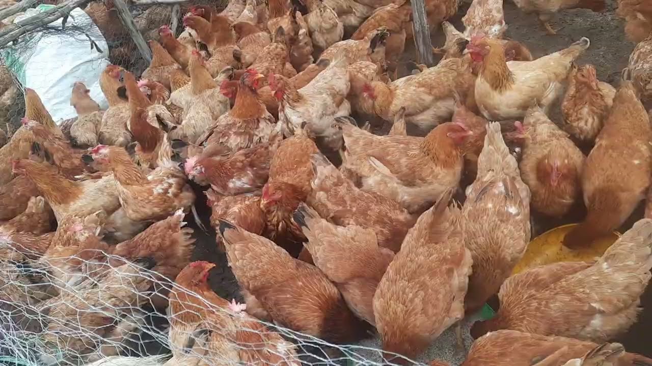 Bale Robe city Open chicken Market. - YouTube