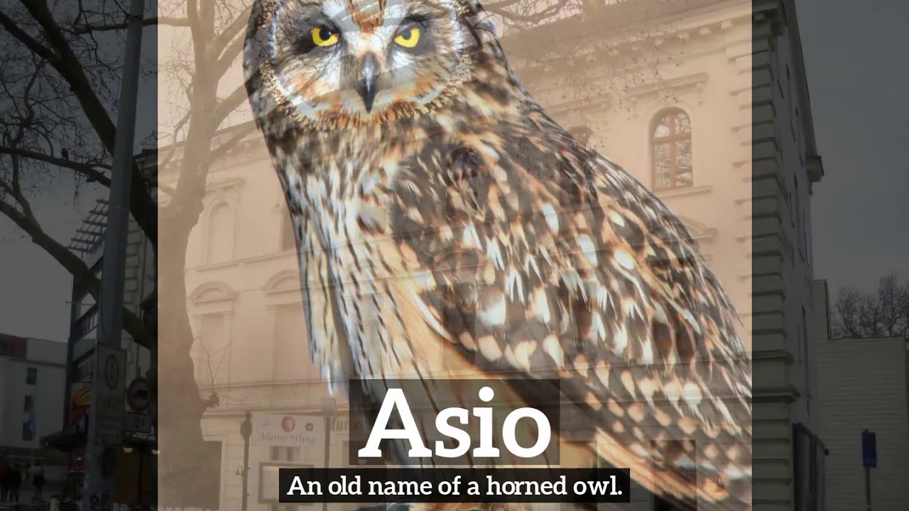 How Does Asio Look? | What is Asio? | How to Say Asio in English? - YouTube