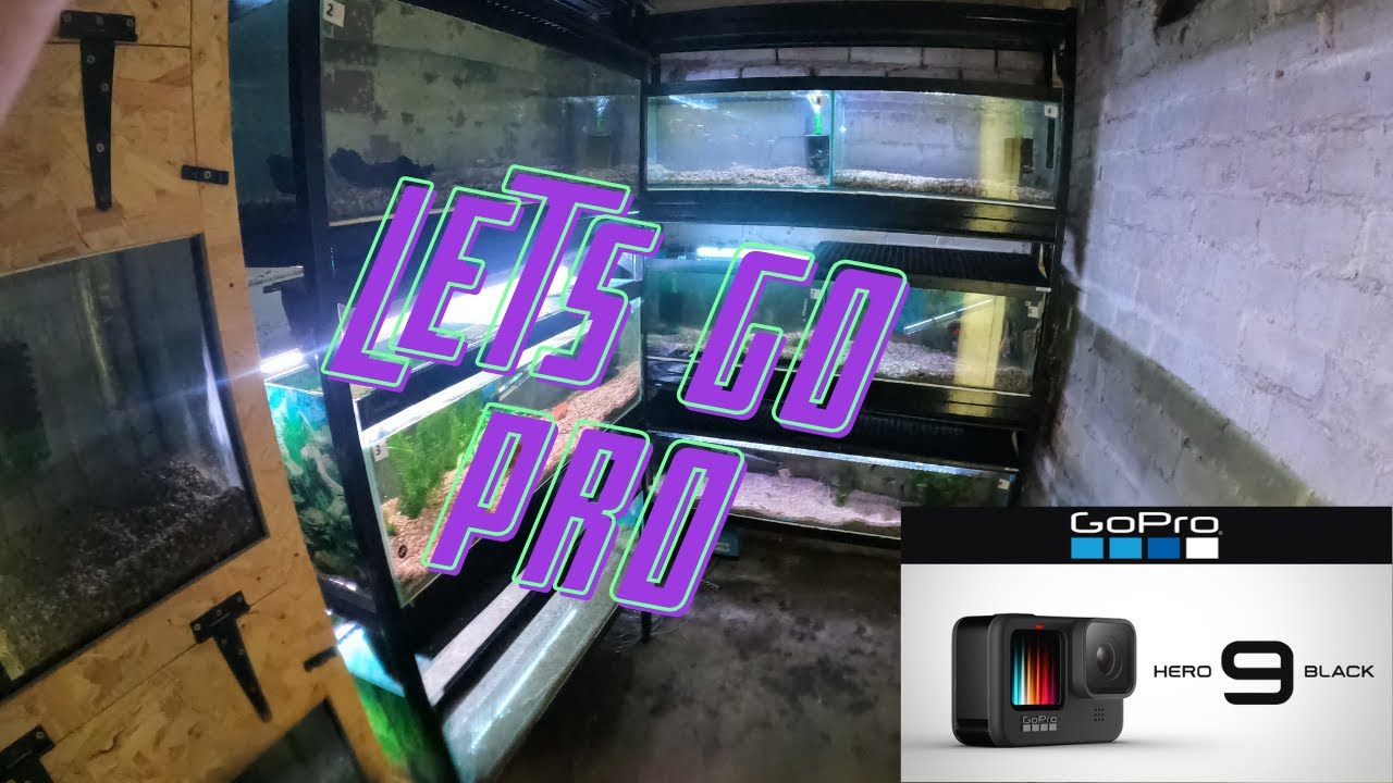 Using the GoPro HERO9 to get underwater videos of my fish tanks - YouTube