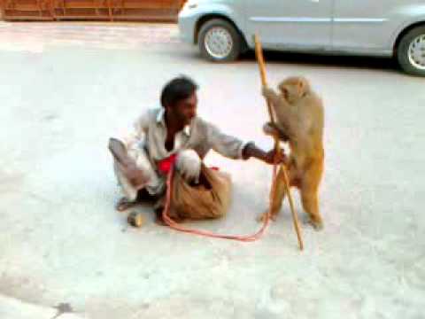 Madari and monkey ..! - YouTube
