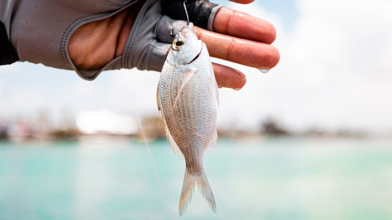 Every Bait Got Crushed! Best Snapper Bait? Snapper Catch and Clean ...