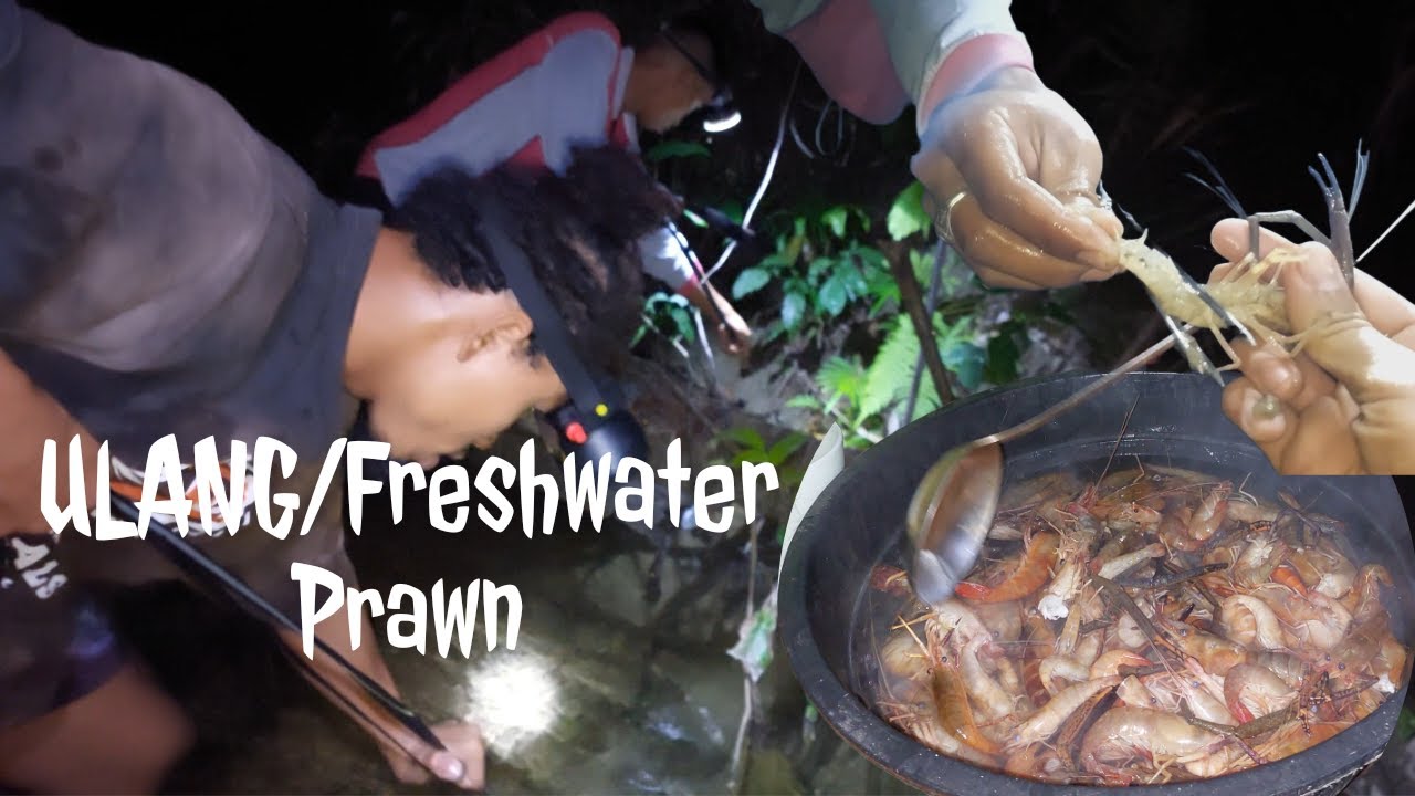 Ulang/Giant Freshwater Prawn Hunting | Panulo og Ulang | Brada ...