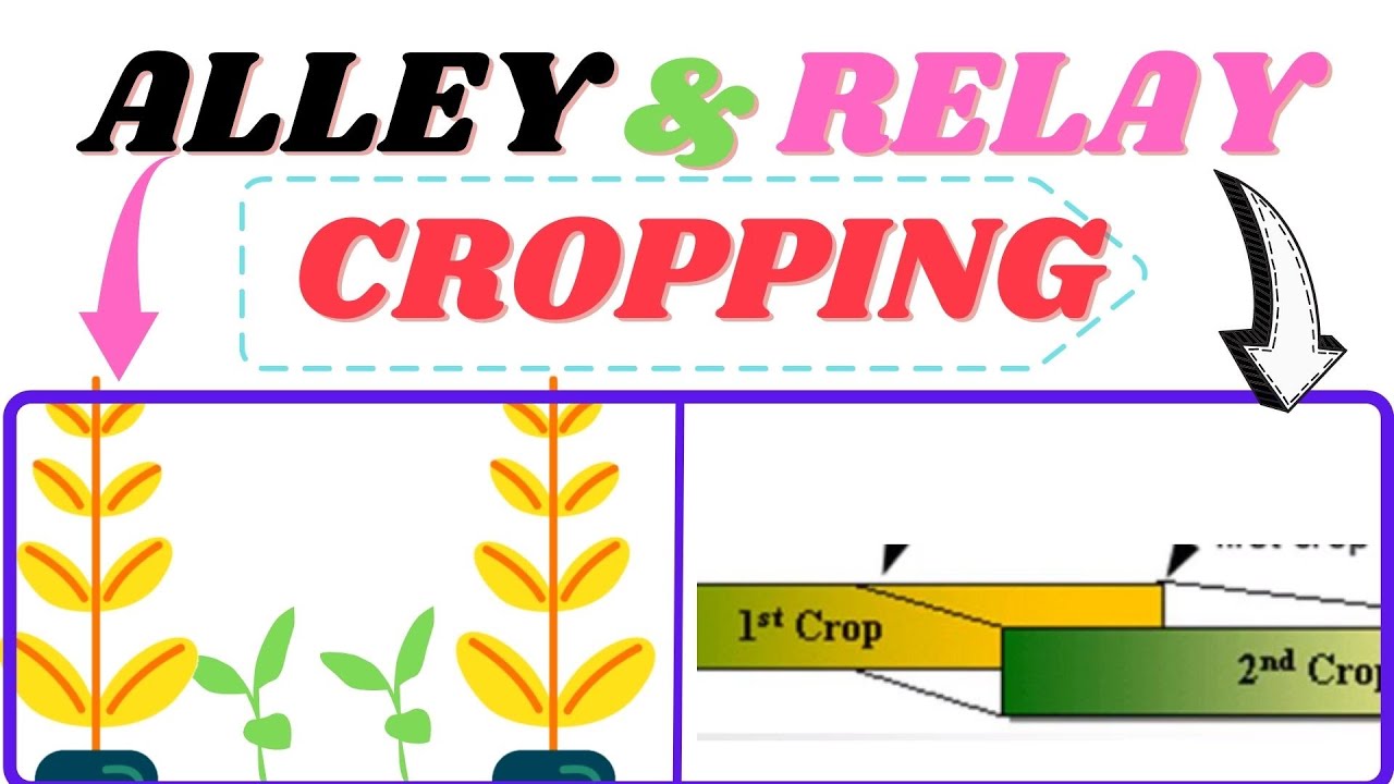 What Is Alley And Relay Cropping YouTube What Is Alley And Relay Cropping YouTube