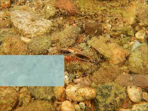 Species at Risk - Freshwater Mussel - Brook Floater - YouTube