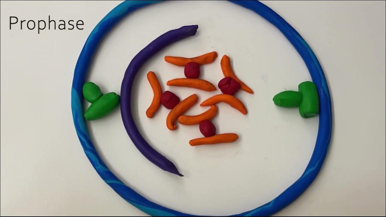 Mitosis in an Animal Cell- Stop Motion Video Project - YouTube